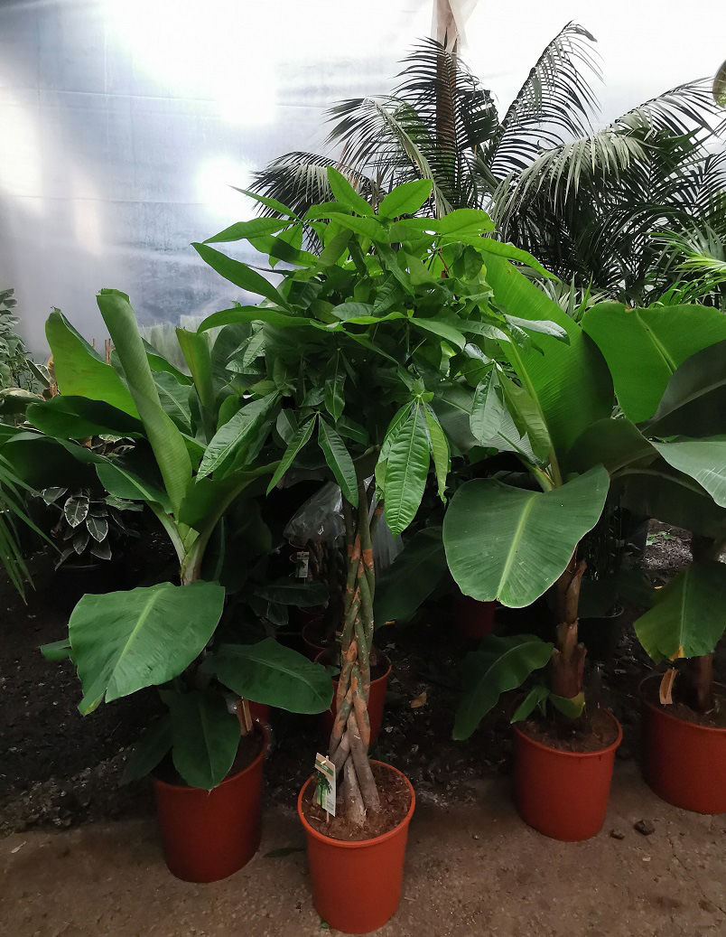 PACHIRA AQUATICA. Money Tree Plant | thepalmtreecompany