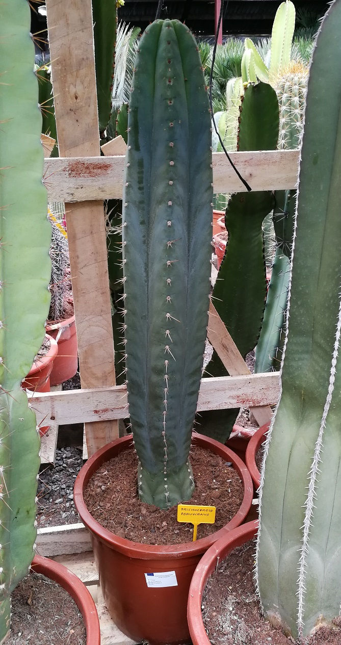 Large Cactus and Succulents for sale. The Palm Tree Company. 2/7