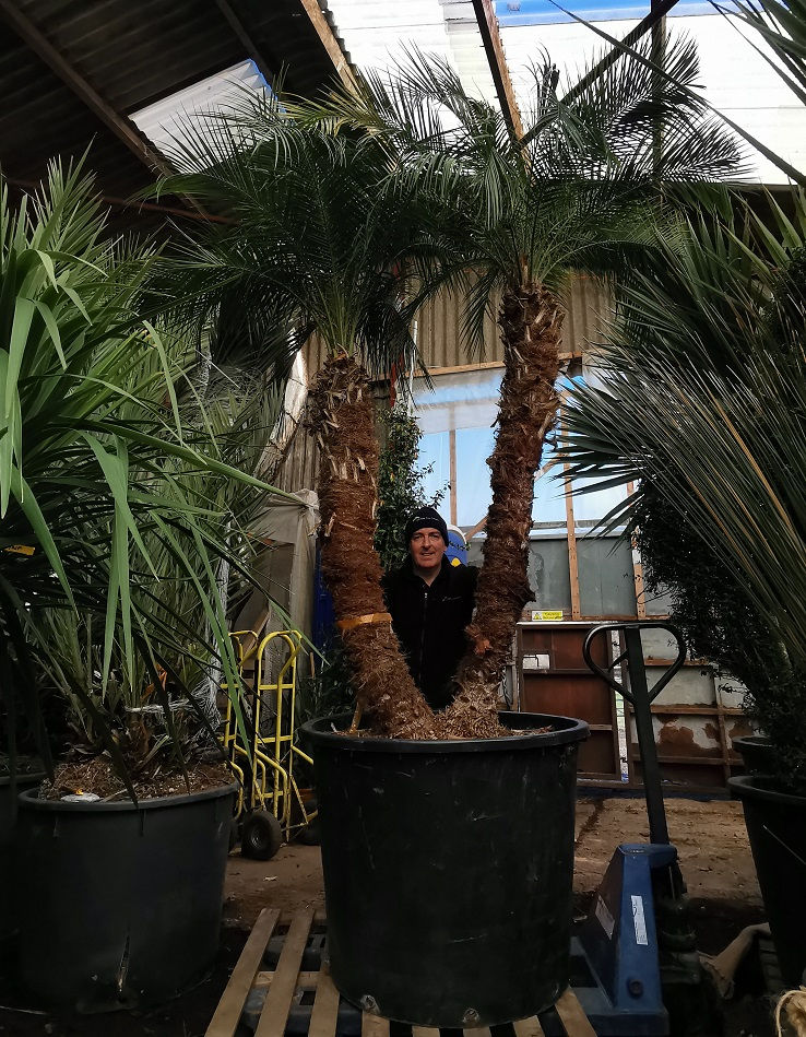 Palm Trees For Sale. The Palm Tree Company