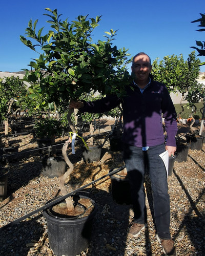 CITRUS LIMON SPIRAL STEM TREES. Spiral Stem Lemon Trees ...