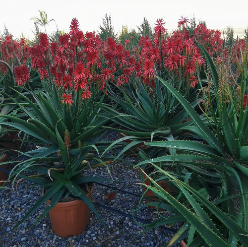 ALOE Fire Red