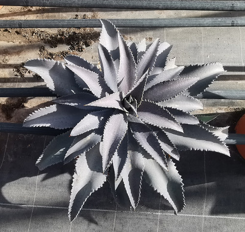 MANGAVE 'SILVER FOX'. | thepalmtreecompany