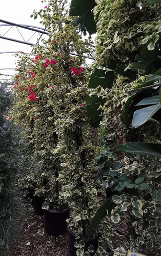 BOUGAINVILLEA GLABRA VARIEGATA. Variegated Bougainvillea ...