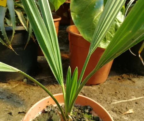 Palm Trees for Sale. Premium Quality. The Palm Tree Company.