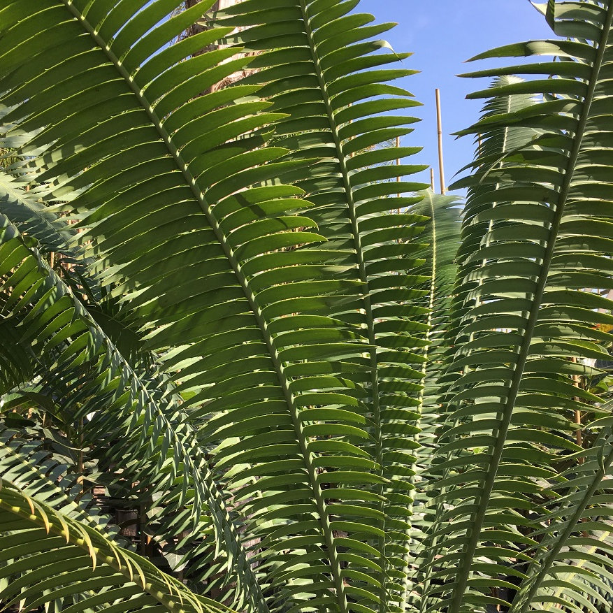 DIOON SPINULOSUM. Free UK Delivery! | thepalmtreecompany