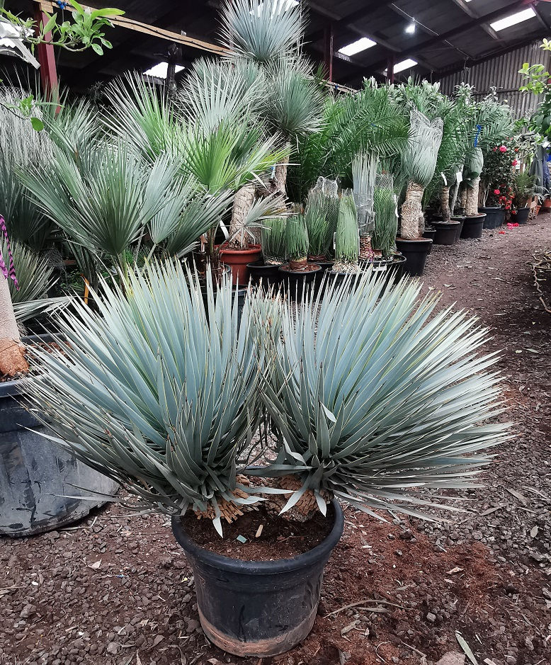 Yuccas for Sale. The Palm Tree Company.