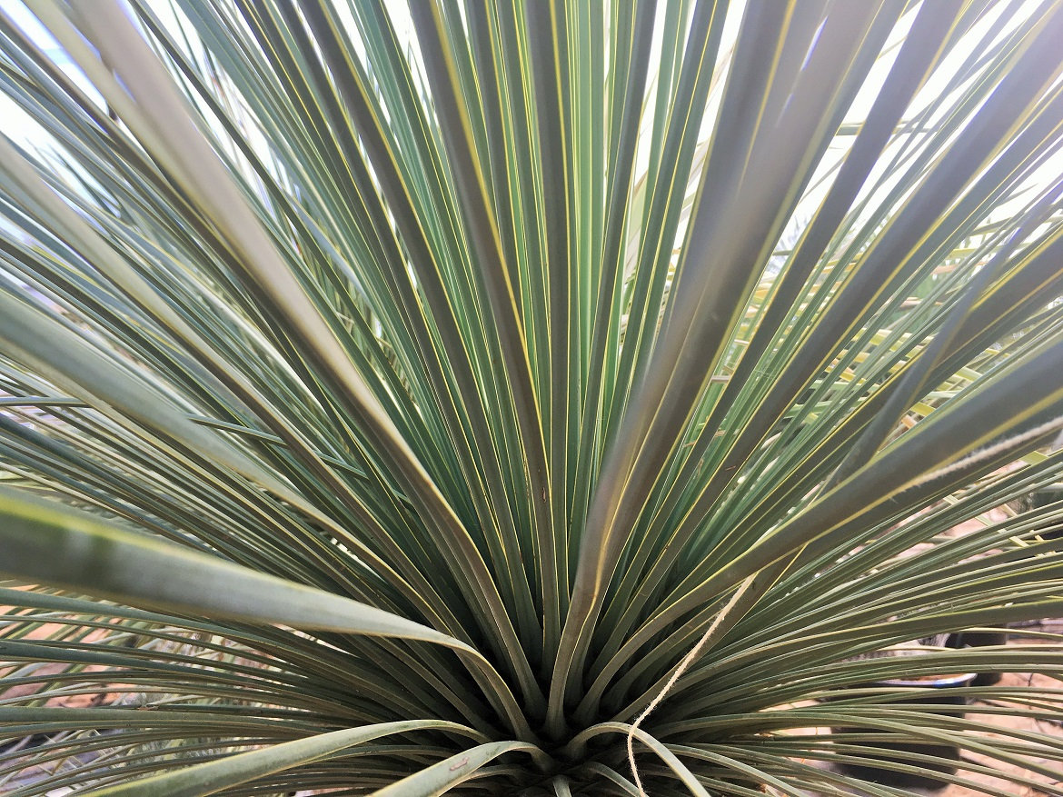 Yucca Linearis. Yucca Linearifolia. Free UK Delivery!