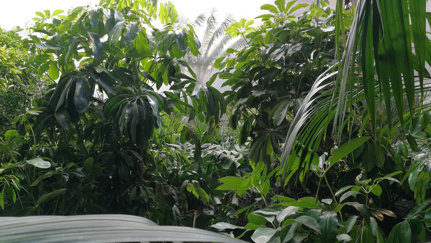 Buy 'Jungle' Style Plants Online At The Palm Tree Company