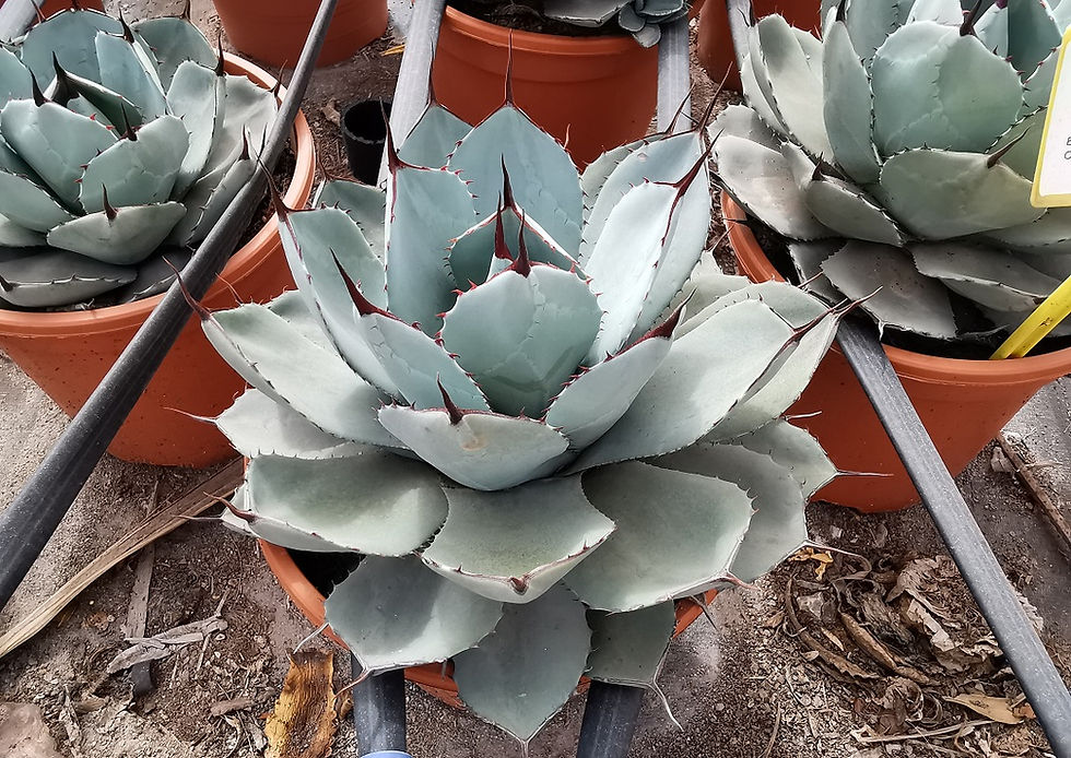 AGAVE PARRYI var TRUNCATA | thepalmtreecompany