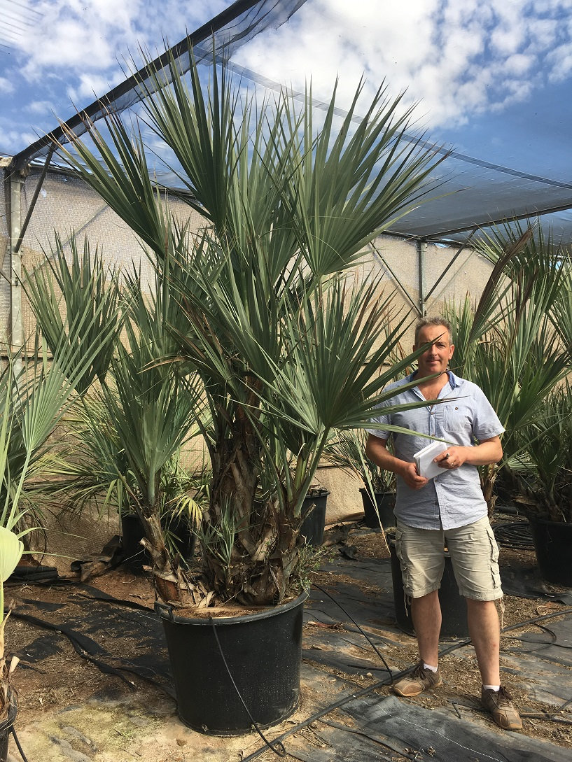 NANNORRHOPS RICHIANA. Mazari Palm.