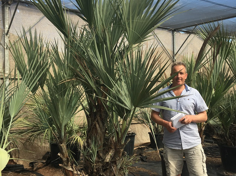 NANNORRHOPS RICHIANA. Mazari Palm.
