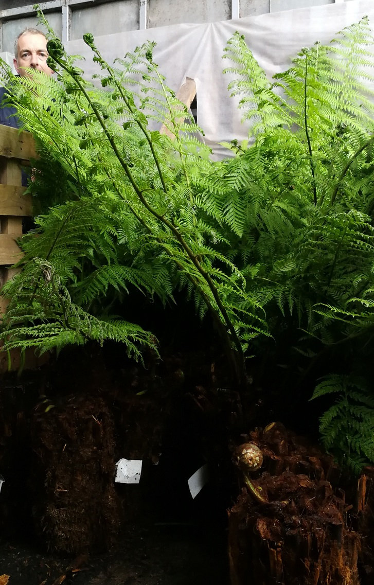 DICKSONIA ANTARCTICA Tree Ferns. Free UK Delivery!