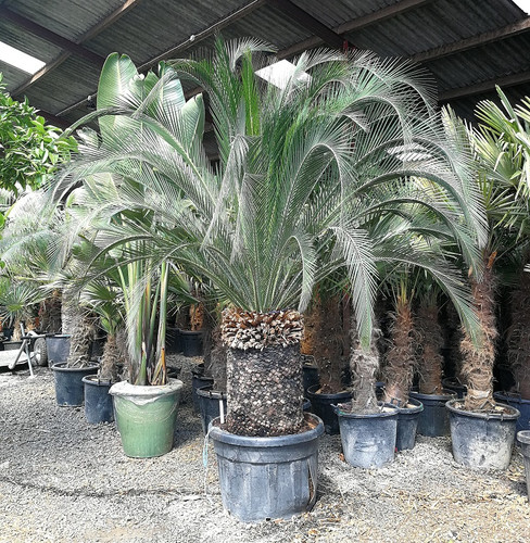 Macrozamia Moorei. FREE UK Delivery!