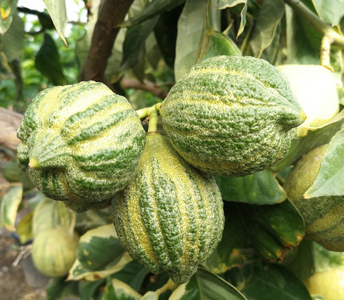 VARIEGATED CITRUS LEMON TREE. | thepalmtreecompany