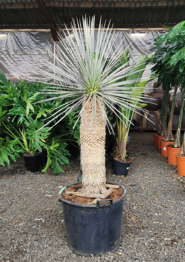 Yuccas for Sale. The Palm Tree Company. 2/3