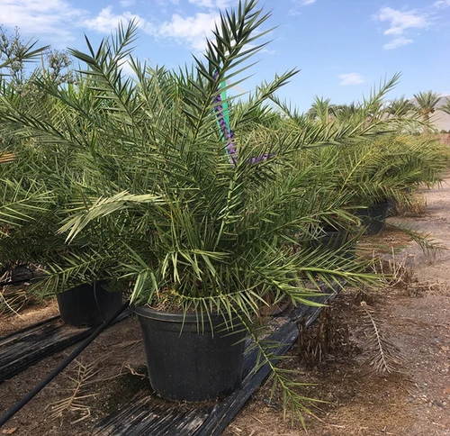 Palm Trees for Sale. Premium Quality. The Palm Tree Company.