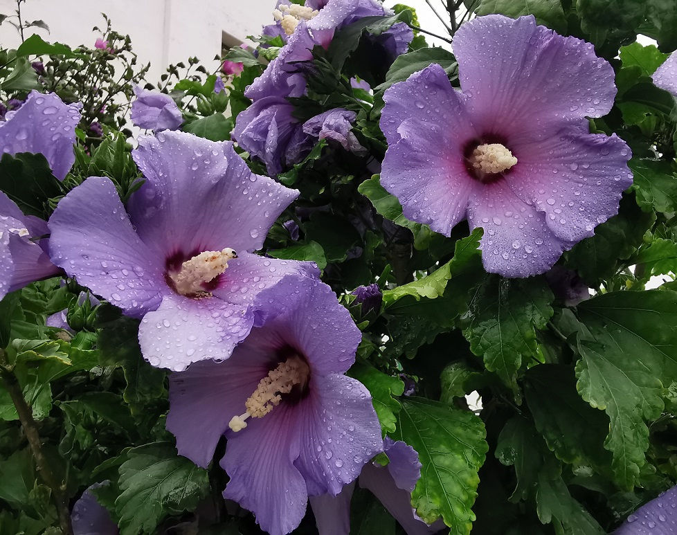 HIBISCUS SYRIACUS 'BLUE' BIRD'. | thepalmtreecompany