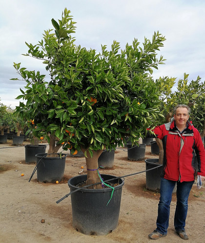 CITRUS TREES. Sweet Orange. Free UK Delivery!