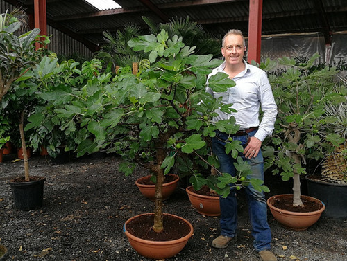 Fig Trees FICUS CARICA 'Verdal'