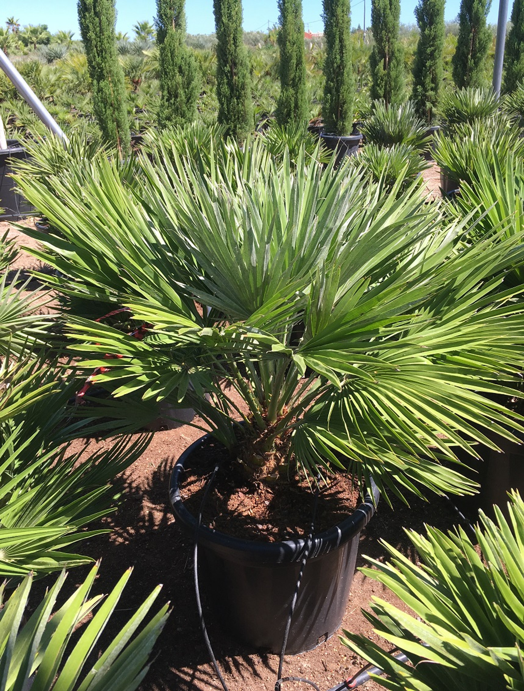 CHAMAEROPS HUMILIS 'VULCANO' Free UK Delivery! | thepalmtreecompany