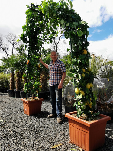 CITRUS LIMON ARCH. Lemon Tree Arch. | thepalmtreecompany