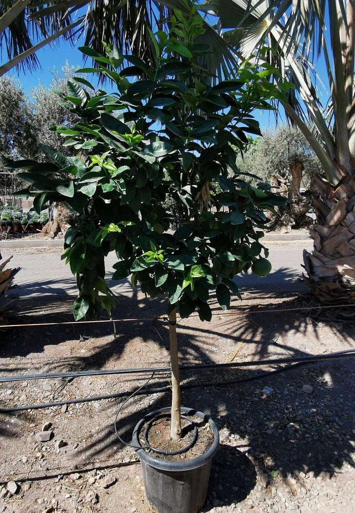CITRUS BERGAMIA 'FANTASTICO'. Bergamot Trees | thepalmtreecompany