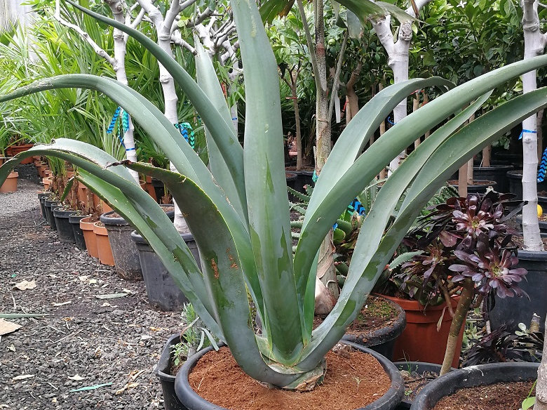AGAVE VILMORINIANA. Octopus Agave | thepalmtreecompany