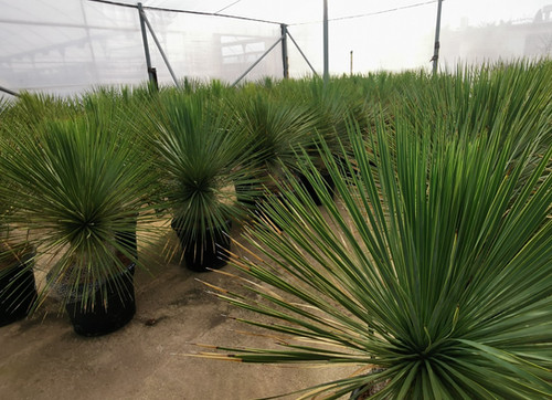Yucca Linearis. Yucca Linearifolia. Free UK Delivery!