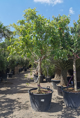 NECTARINE TREE. Variety 'Star Red Gold'. | thepalmtreecompany