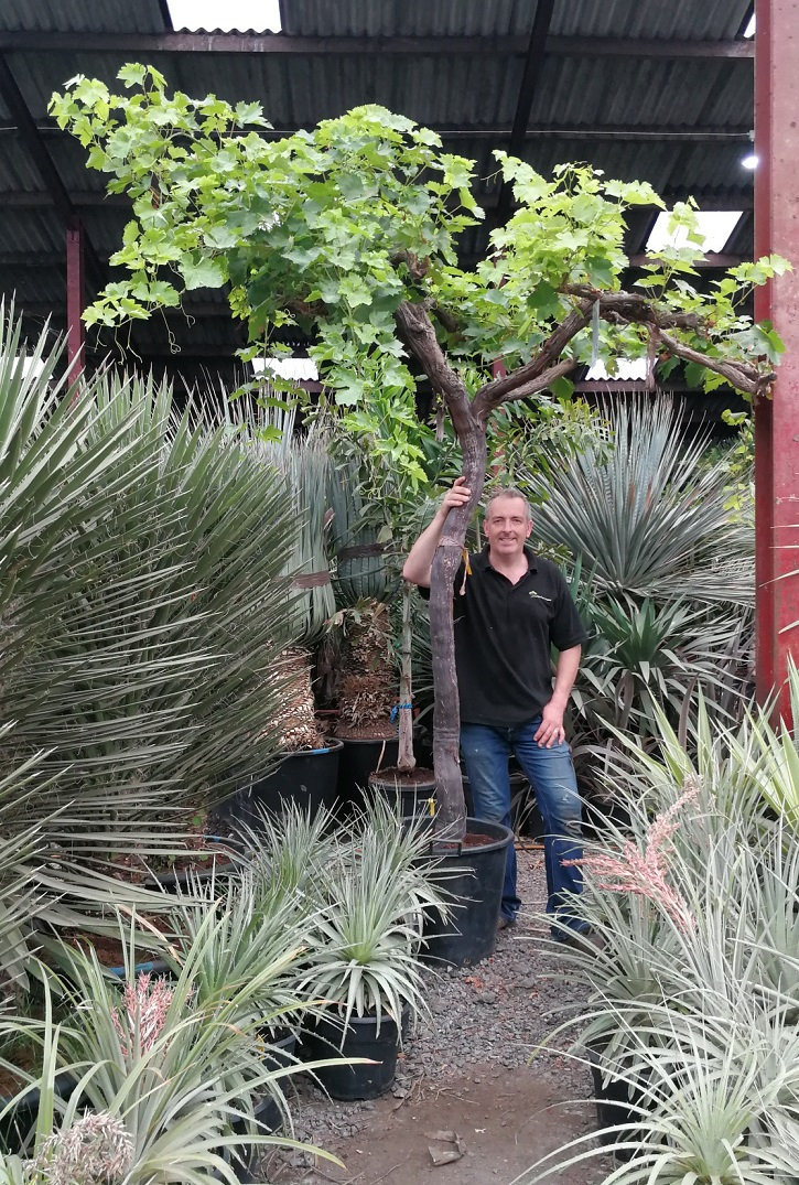 GRAPE VINES. Vitis Vinifera 'Red Globe'. | thepalmtreecompany