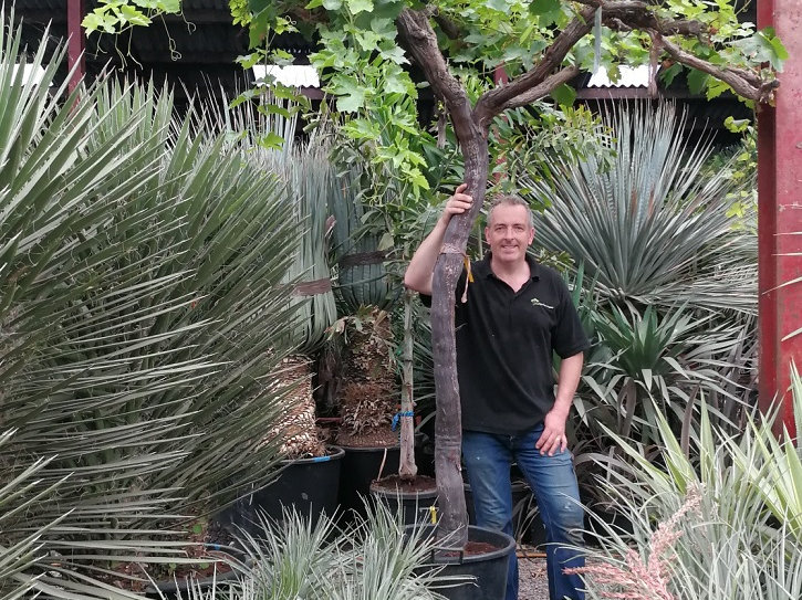 GRAPE VINES. Vitis Vinifera 'Red Globe'. | thepalmtreecompany