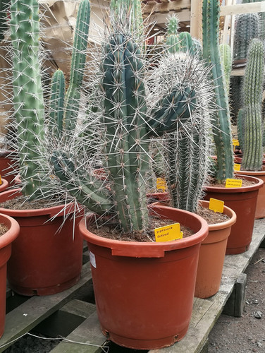 STETSONIA CORYNE. Toothpick Cactus. | thepalmtreecompany