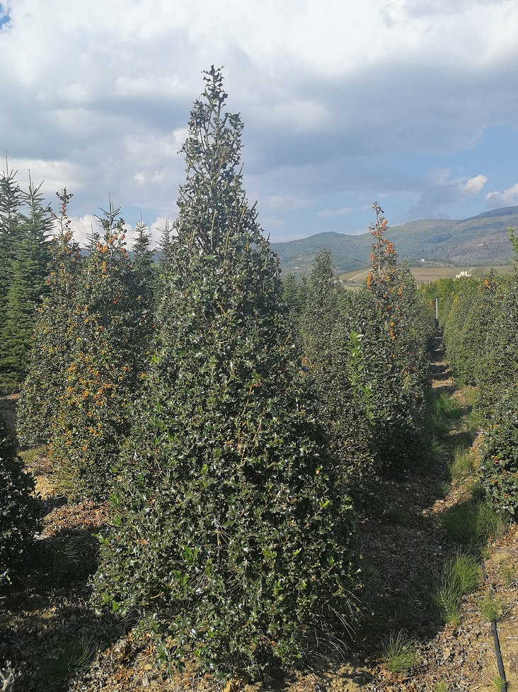 ILEX AQUIFOLIUM. Common Holly. Cone Shape. | thepalmtreecompany