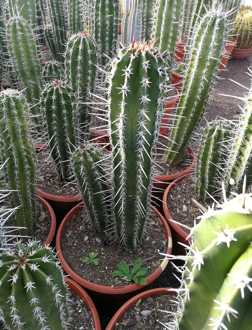 PACHYCEREUS PECTEN-ABORIGINUM CACTI. Hairbrush Cactus | thepalmtreecompany