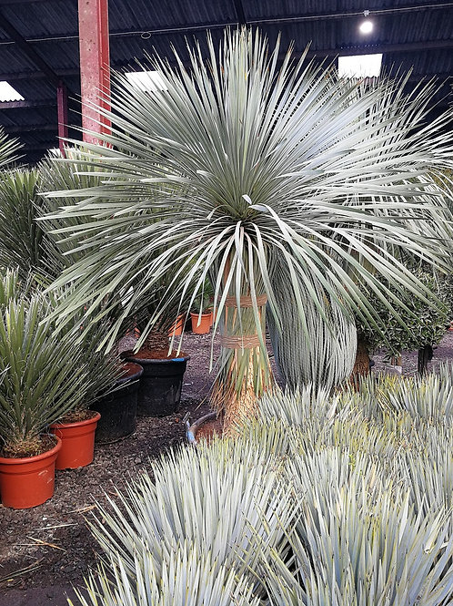 Yucca Rostrata 'Blue Swan'. Skirted! FREE UK Delivery! | thepalmtreecompany