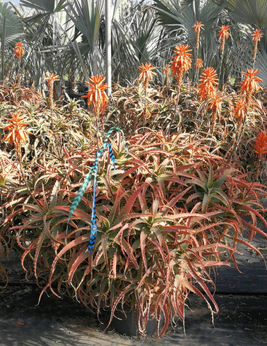 ALOE ABORESCENS. Torch Aloe | thepalmtreecompany