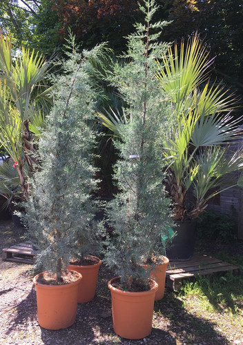 Conifers and Cupressus.The Palm Tree Company.