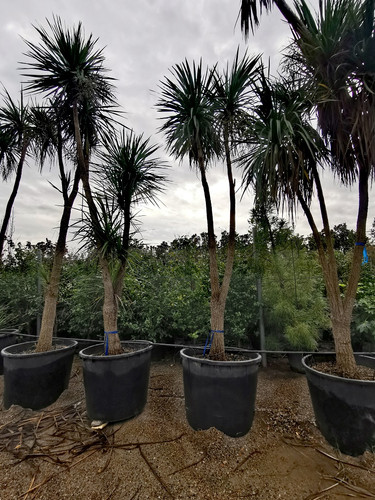 CORDYLINE AUSTRALIS. Extra Large | thepalmtreecompany