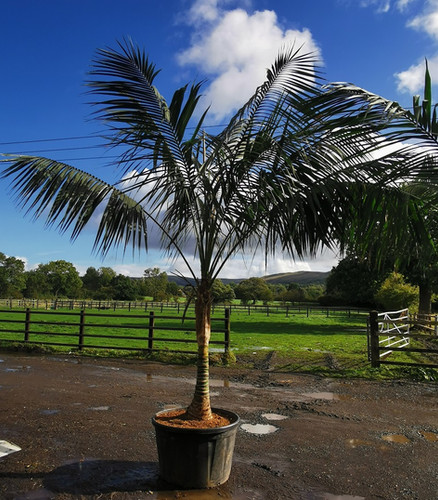 HOWEA FORSTERIANA. Kentia Palm. Single Trunk | thepalmtreecompany