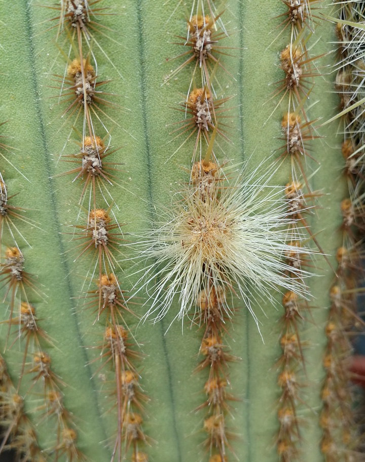 VATRICANIA GUENTHERI. Red Foxtail Cactus. | thepalmtreecompany