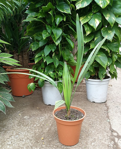 SABAL TEXENSIS. Brazoria Palmetto | thepalmtreecompany