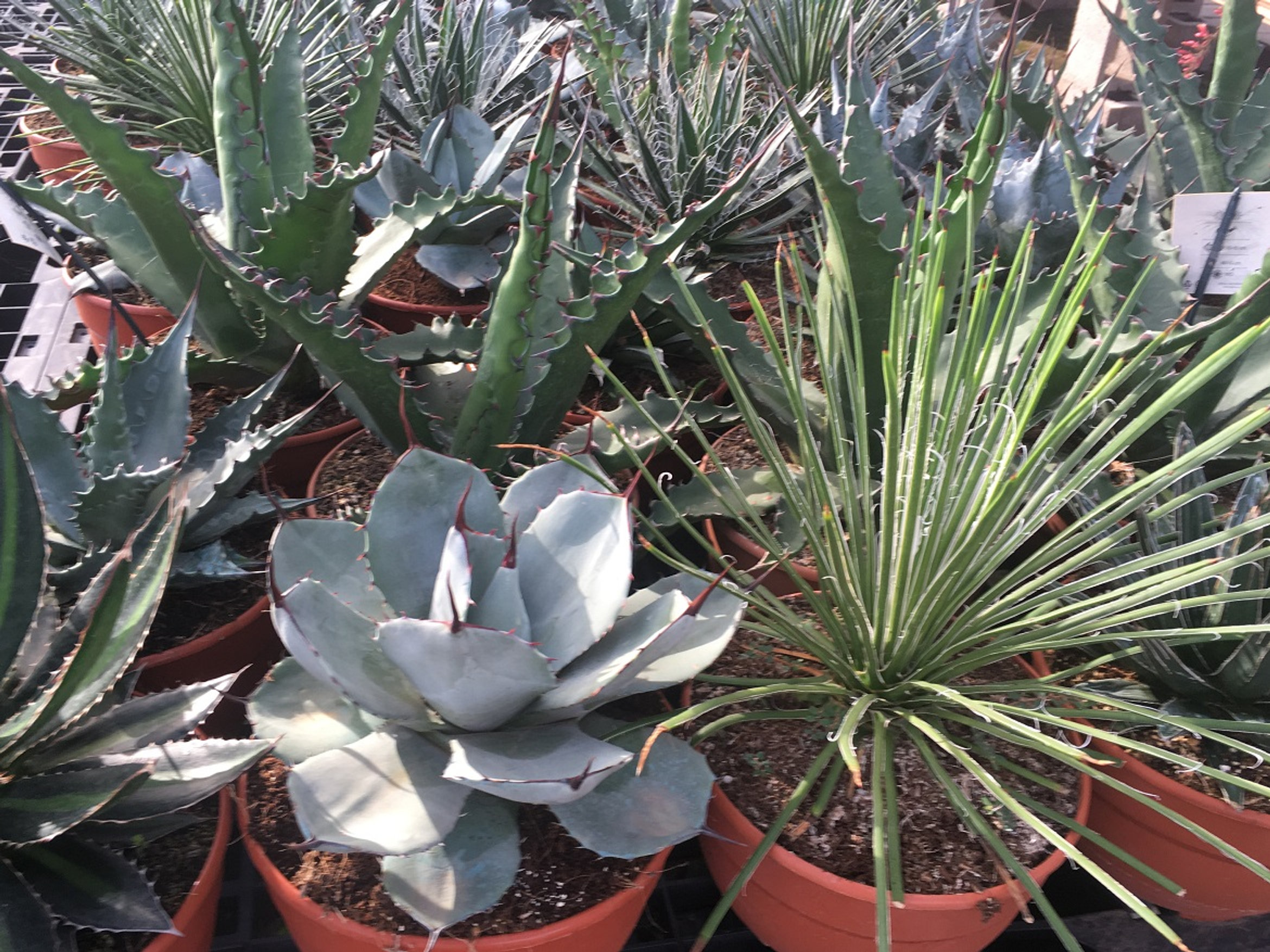 AGAVE GEMINIFLORA. | thepalmtreecompany