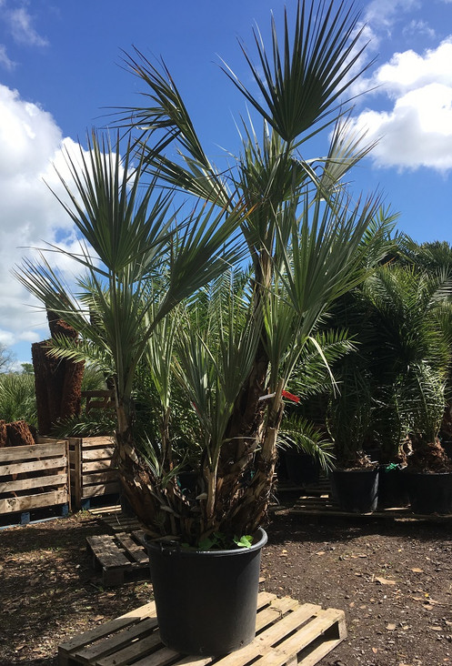 NANNORRHOPS RICHIANA. Mazari Palm.