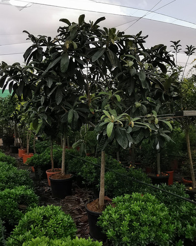 ERIOBOTRYA JAPONICA. Loquat Tree | thepalmtreecompany