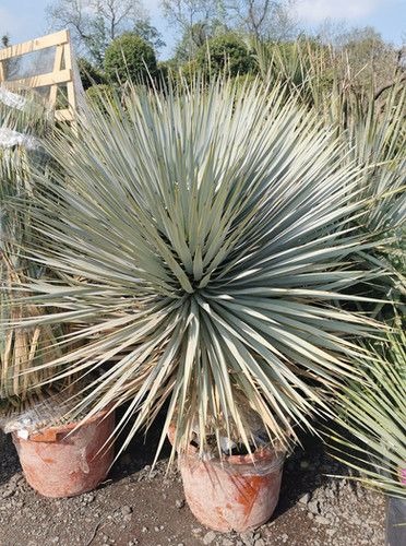 YUCCA ROSTRATA x YUCCA RIGIDA HYBRID. | thepalmtreecompany