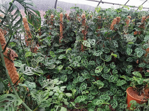 MONSTERA ADANSONII. | thepalmtreecompany