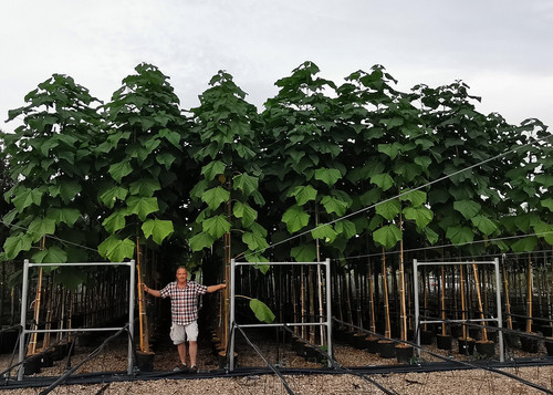 PAULOWNIA TOMENTOSA. Foxglove Tree. | thepalmtreecompany