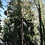 PRUNUS LUSITANICA. Pleached Trees | thepalmtreecompany