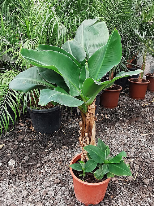 MUSA ACUMINATA 'TROPICANA'. (Dwarf Cavendish) | thepalmtreecompany