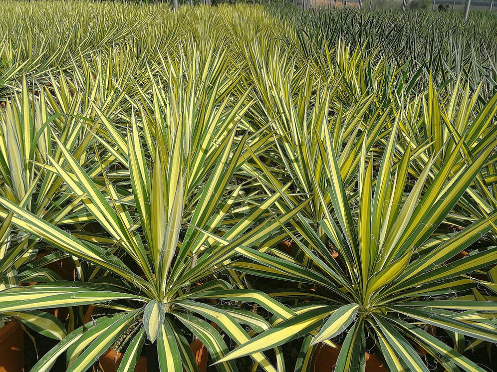 YUCCA FILAMENTOSA 'GOLD HEART'. Variegated Adam's Needle ...